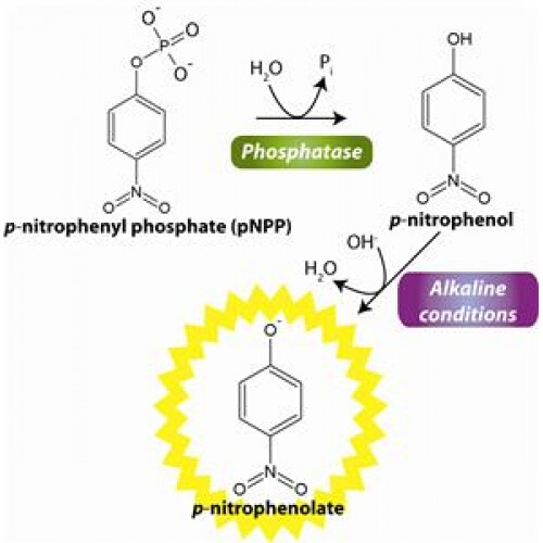 Phosphatase Assays | Web Scientific